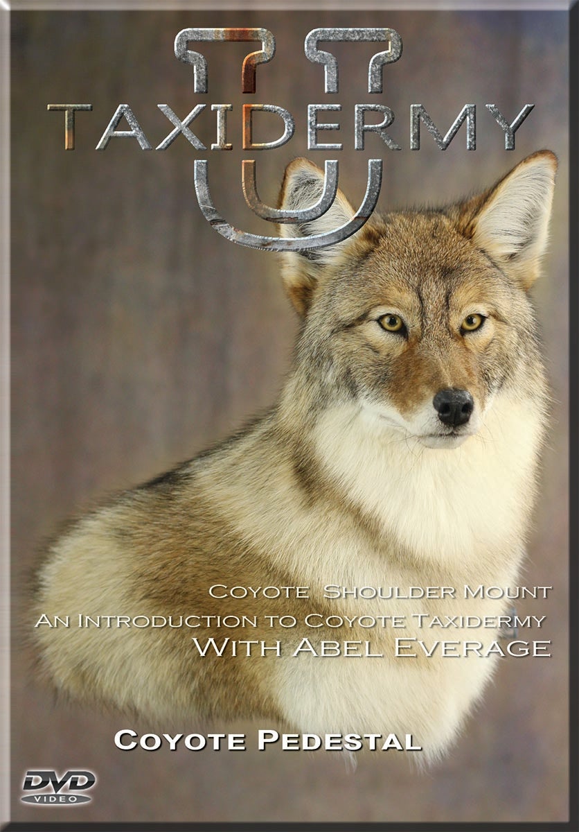 Coyote Shoulder Mount - With Abel Everage | Taxidermy University