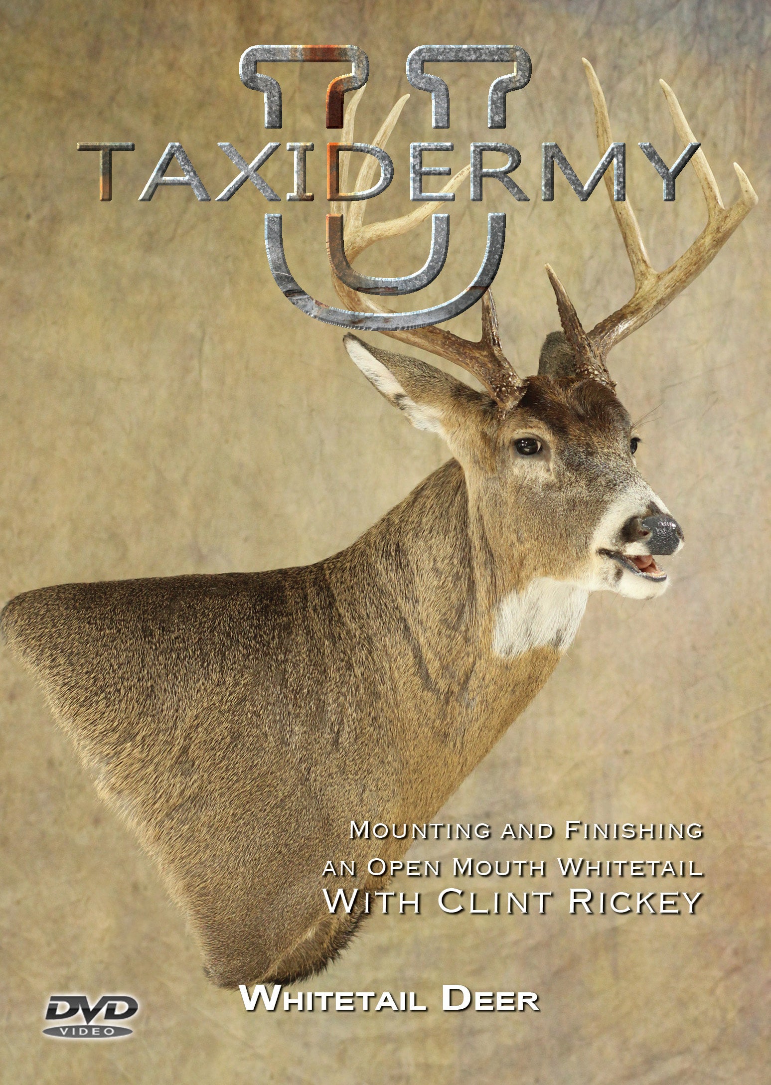 Mounting and Finishing an Open Mouth Whitetail | Taxidermy University