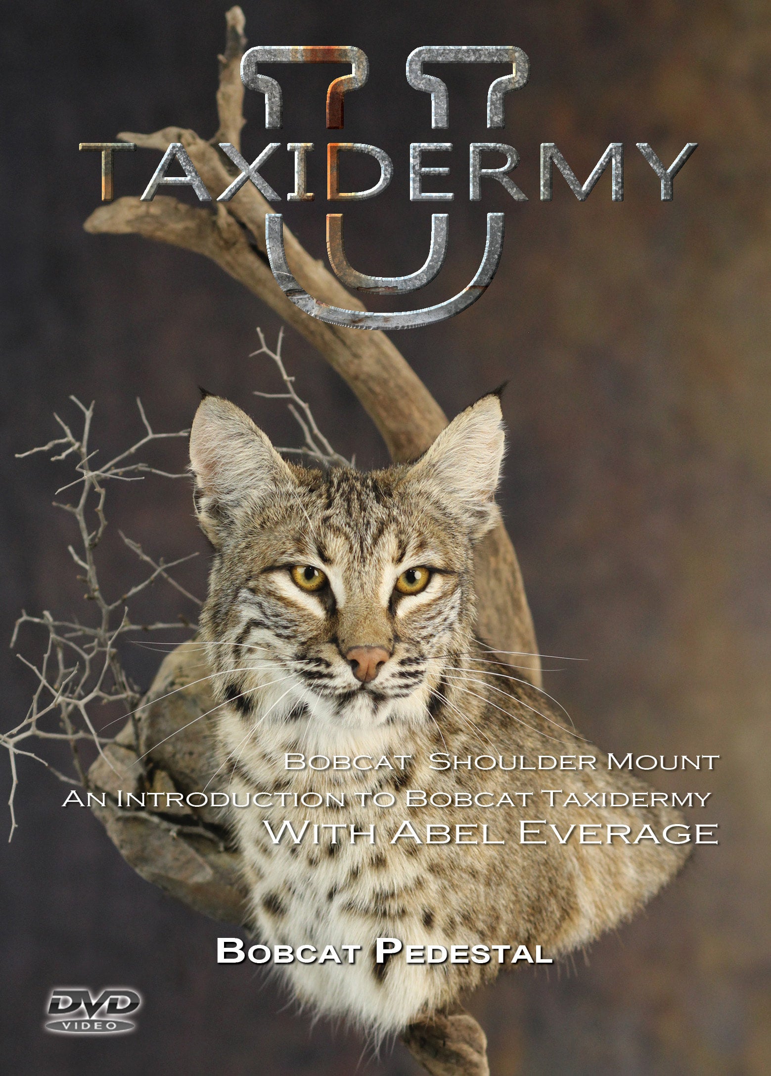 Mounting a Shoulder Mount Bobcat - w/ Abel Everage | Taxidermy University